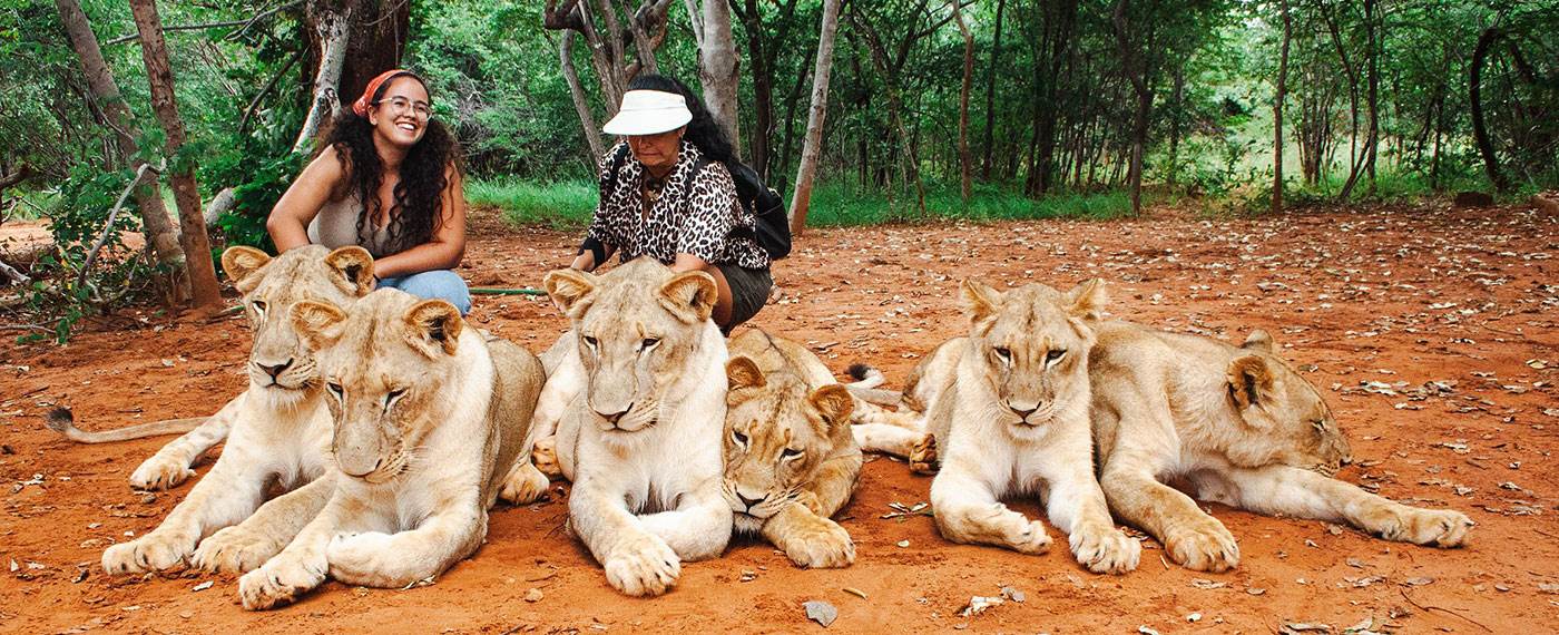 Livingstone Lion and Cheetah safari activity with walks